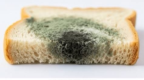 10 facts to know about mouldy food – 3H:health,happiness,healing